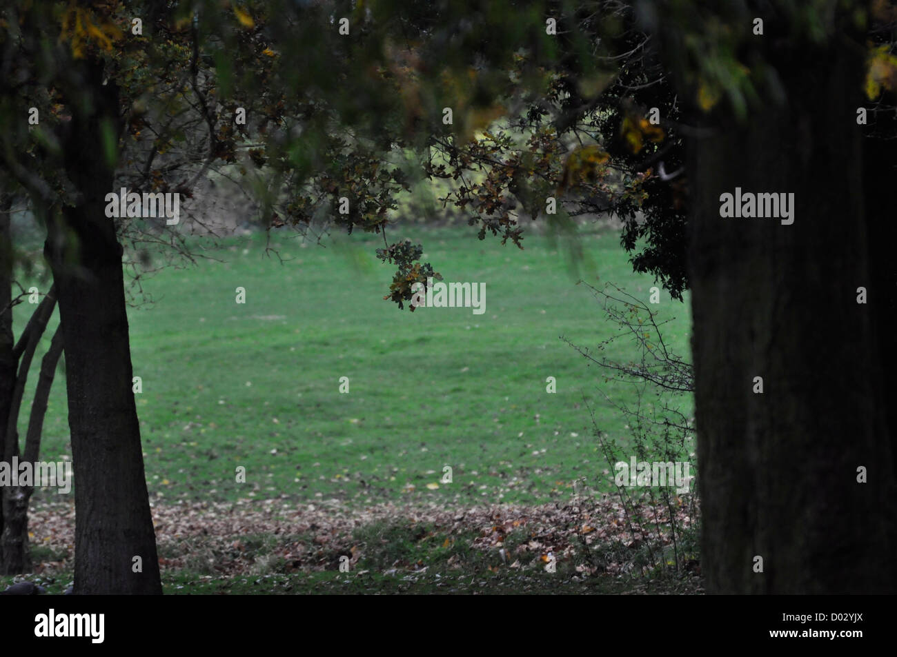 In Between The Trees Stock Photo - Alamy