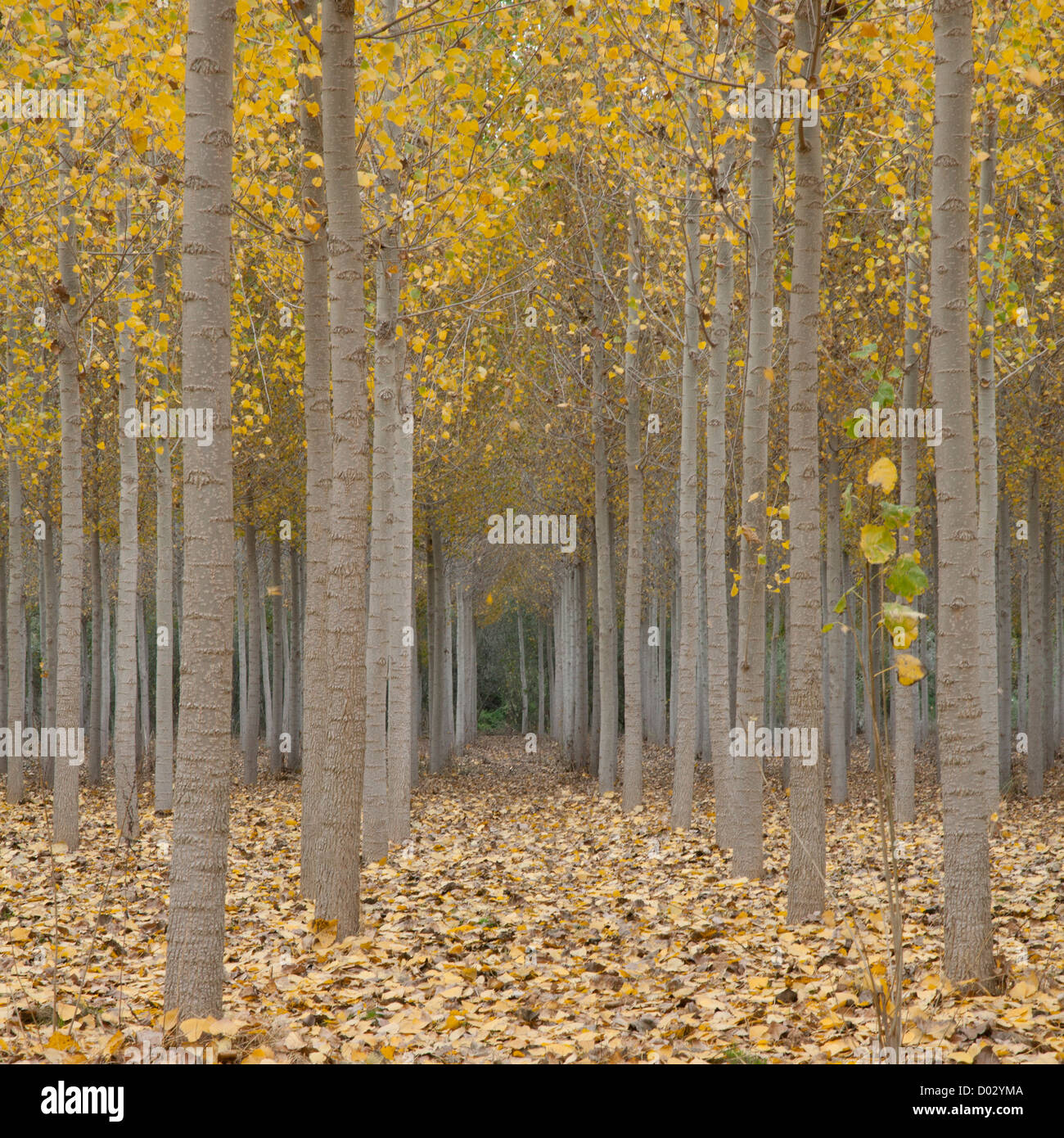 Poplar trees in autumn in Granada province, Andalucia, Spain Stock ...