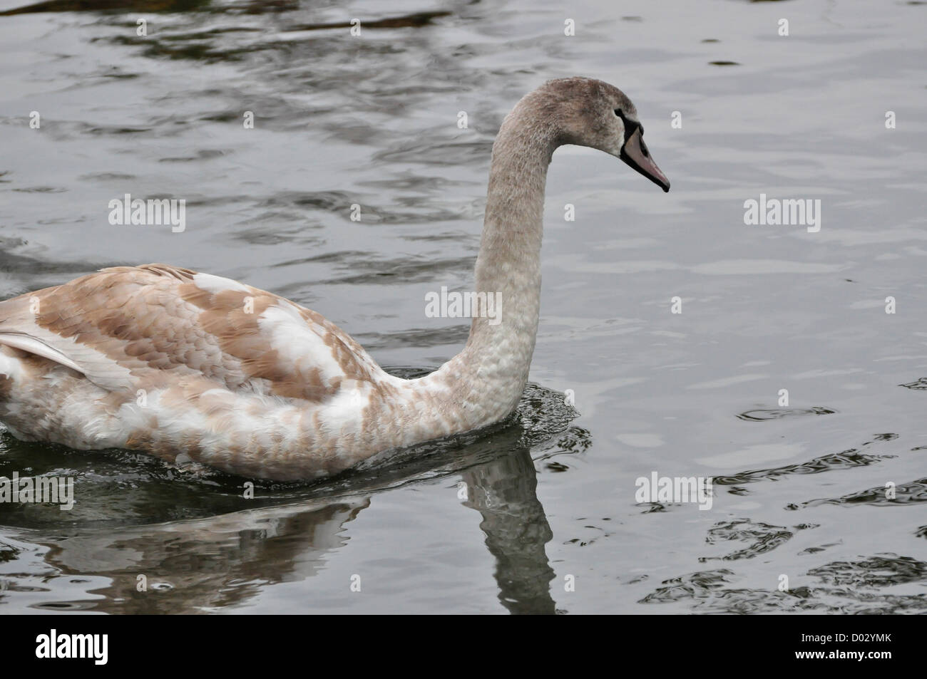 Cygnet on river hi-res stock photography and images - Alamy