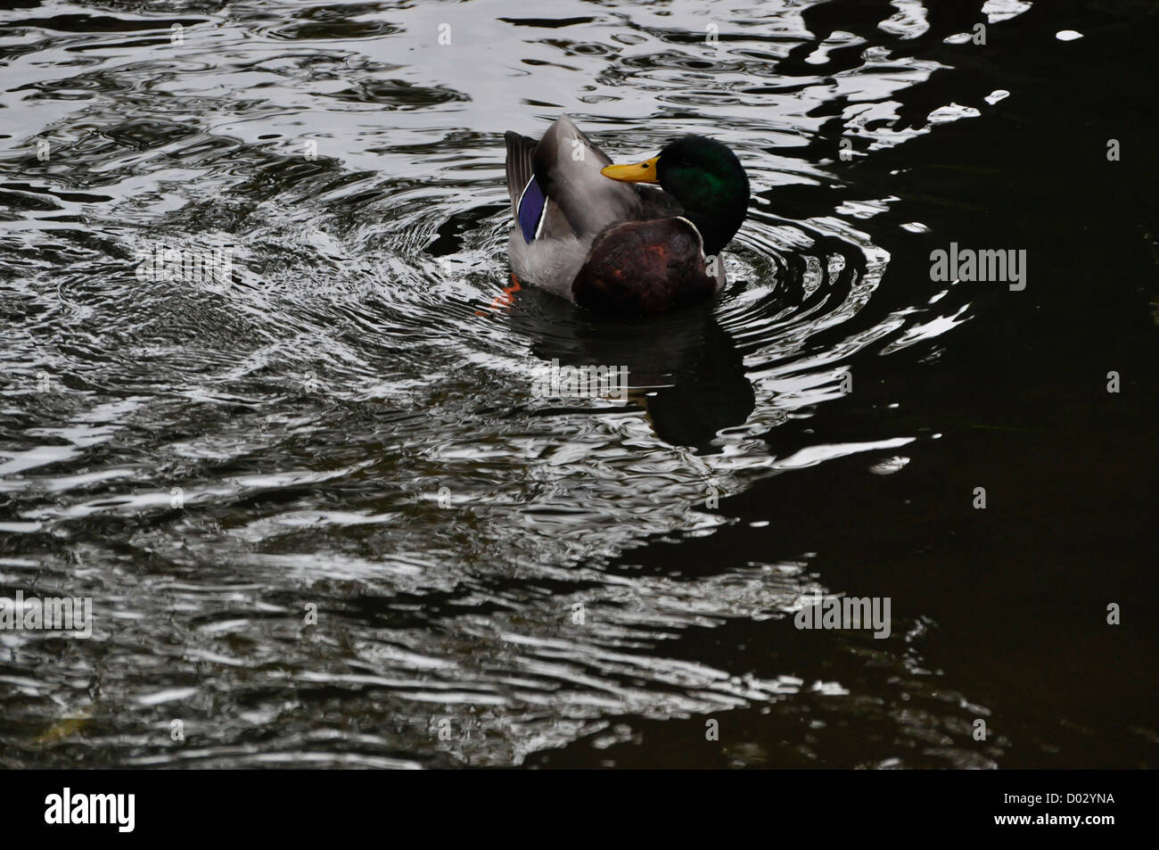 An Idle Duck Stock Photo - Alamy