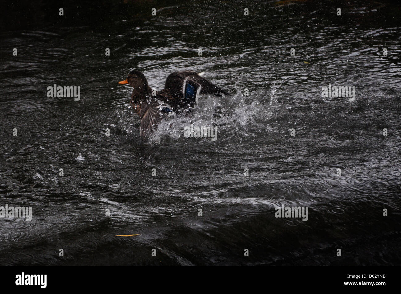 The Duck In The Water Stock Photo - Alamy