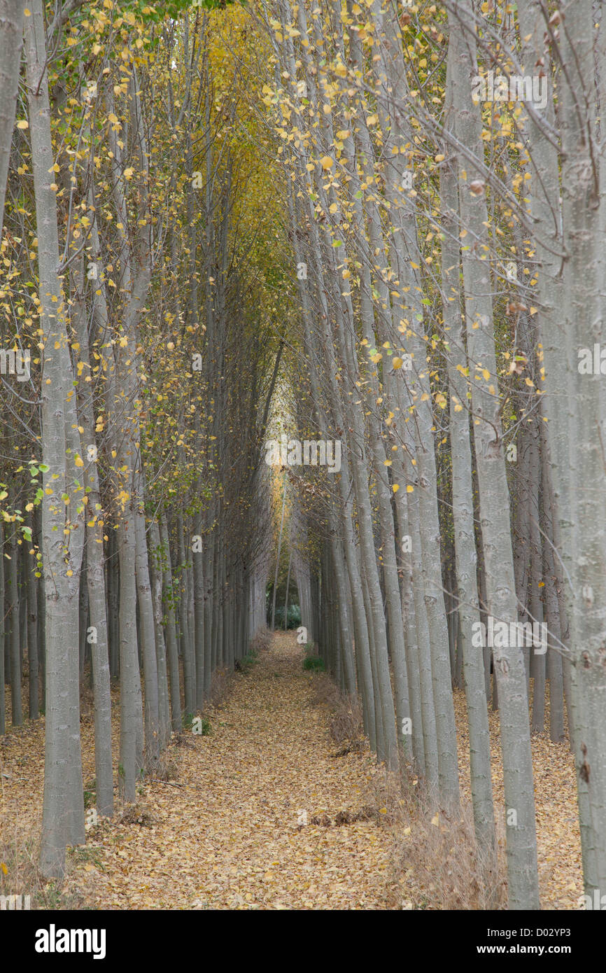 Poplar trees in autumn hi-res stock photography and images - Alamy