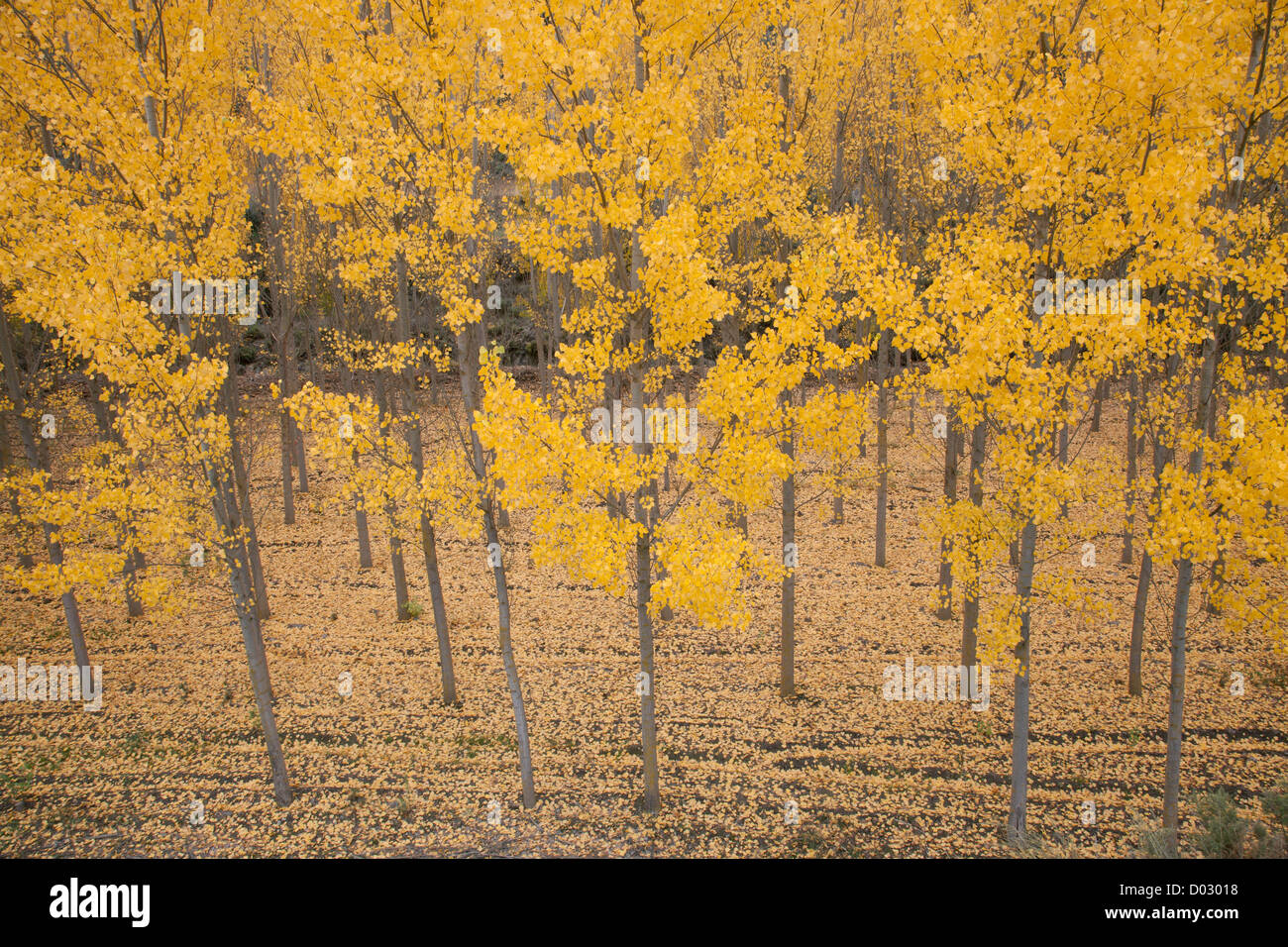 Spain foliage hi-res stock photography and images - Alamy