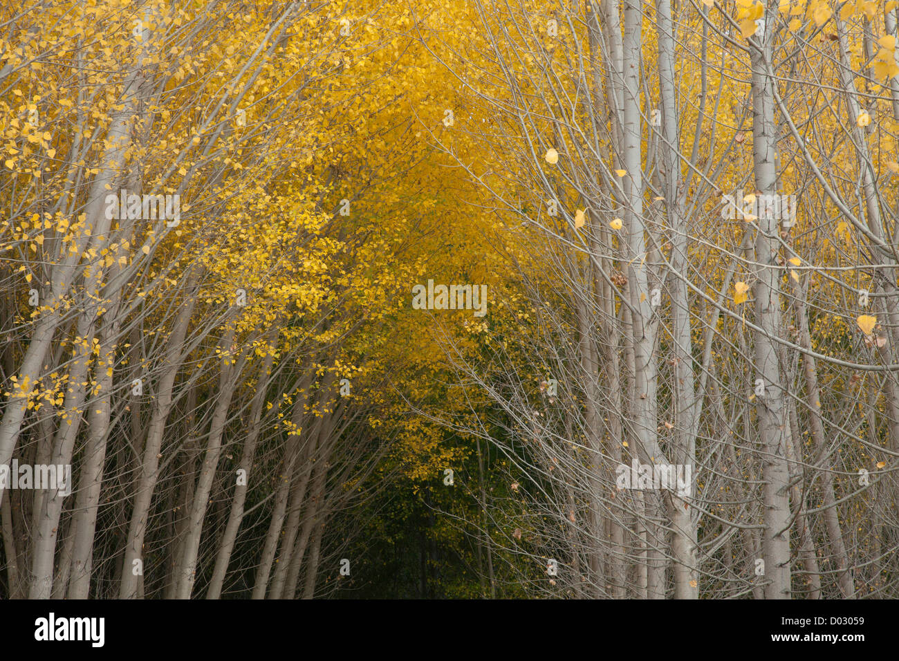 Poplar trees in autumn in Granada province, Andalucia, Spain Stock ...
