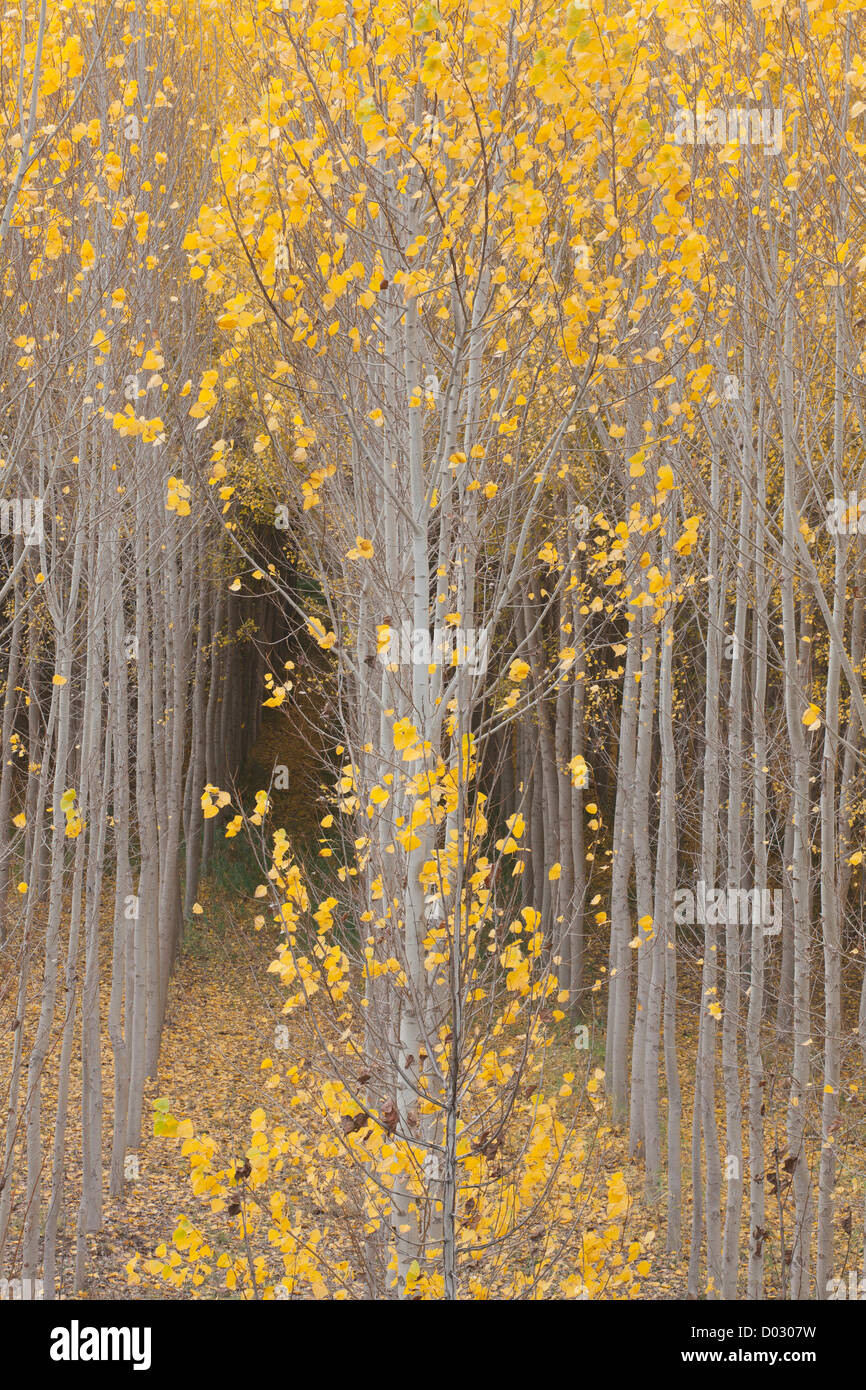 Poplar trees in autumn in Granada province, Andalucia, Spain Stock ...