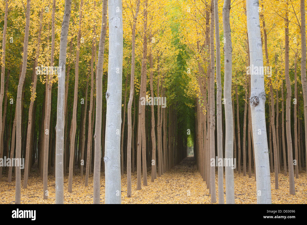 Poplar trees in autumn in Granada province, Andalucia, Spain Stock ...