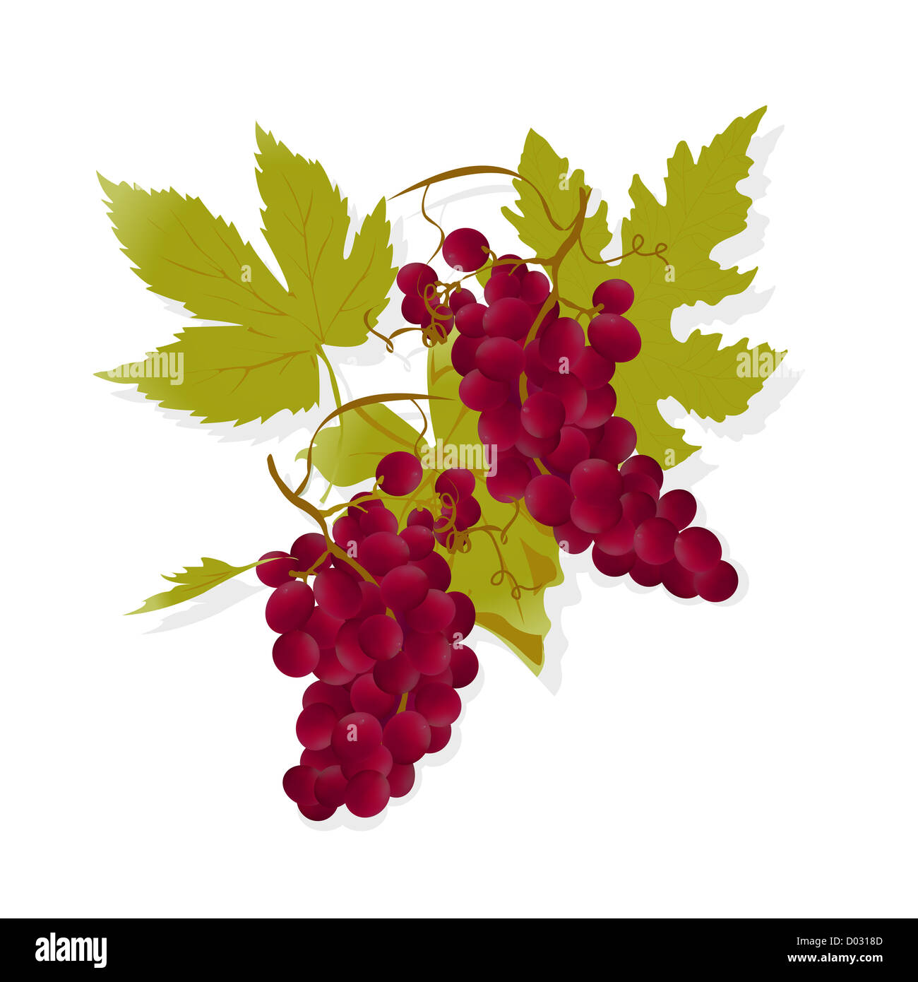 Realistic red grapes and leafs, gradient mesh illustration Stock Photo ...