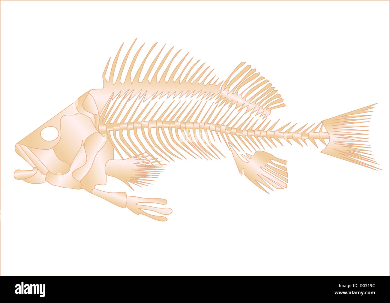 fish skeleton isolated on the white background Stock Photo - Alamy