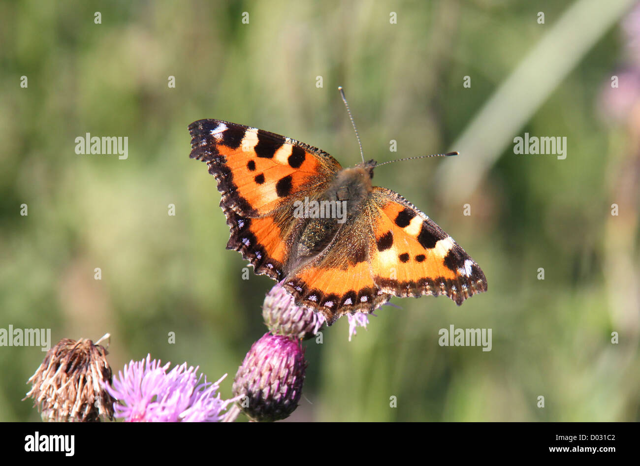 Summer in the meddow Stock Photo - Alamy