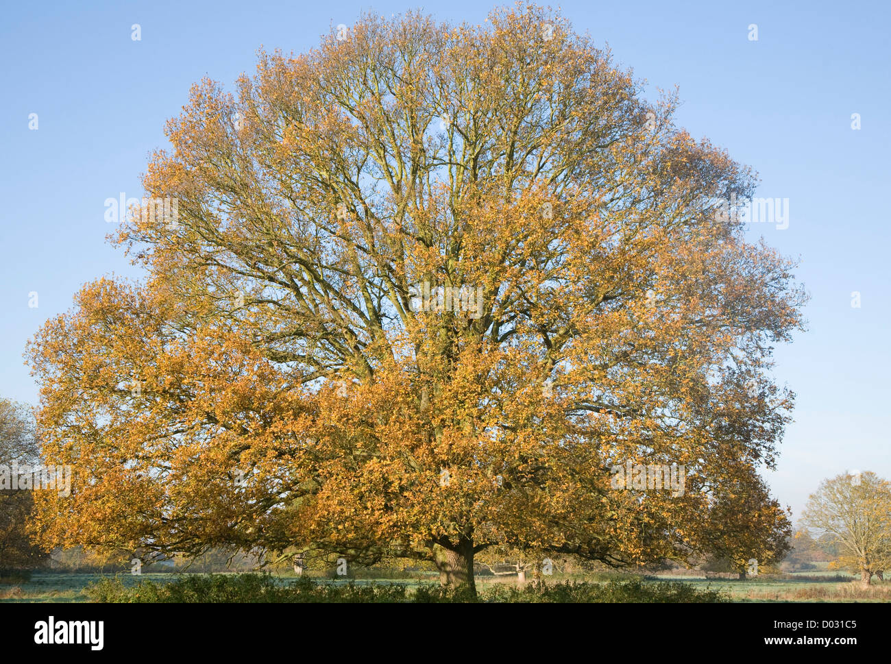 Quercus robur deciduous oak tree autumn leaf colour Stock Photo - Alamy