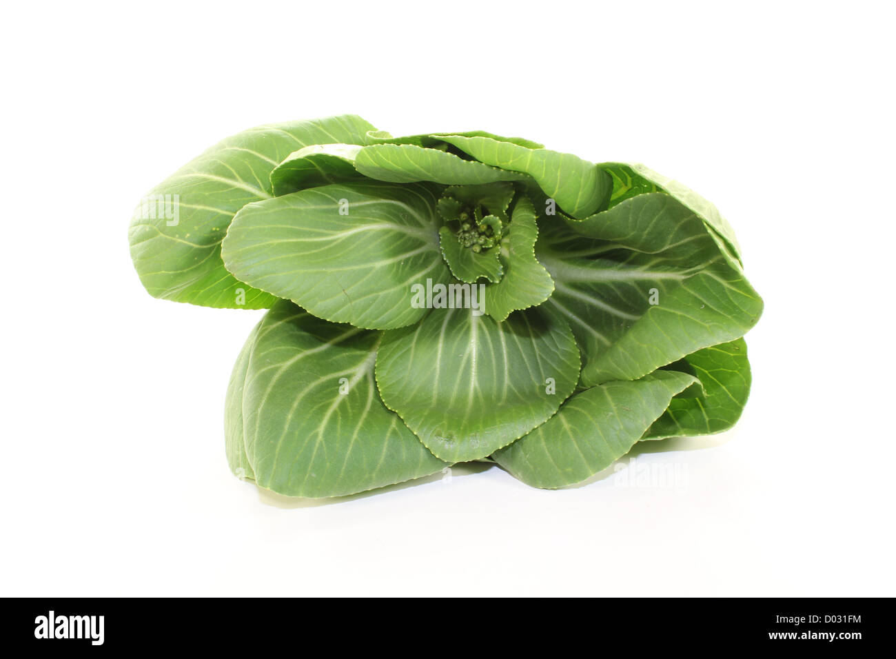 Baby leaf pak choi Cut Out Stock Images & Pictures - Alamy