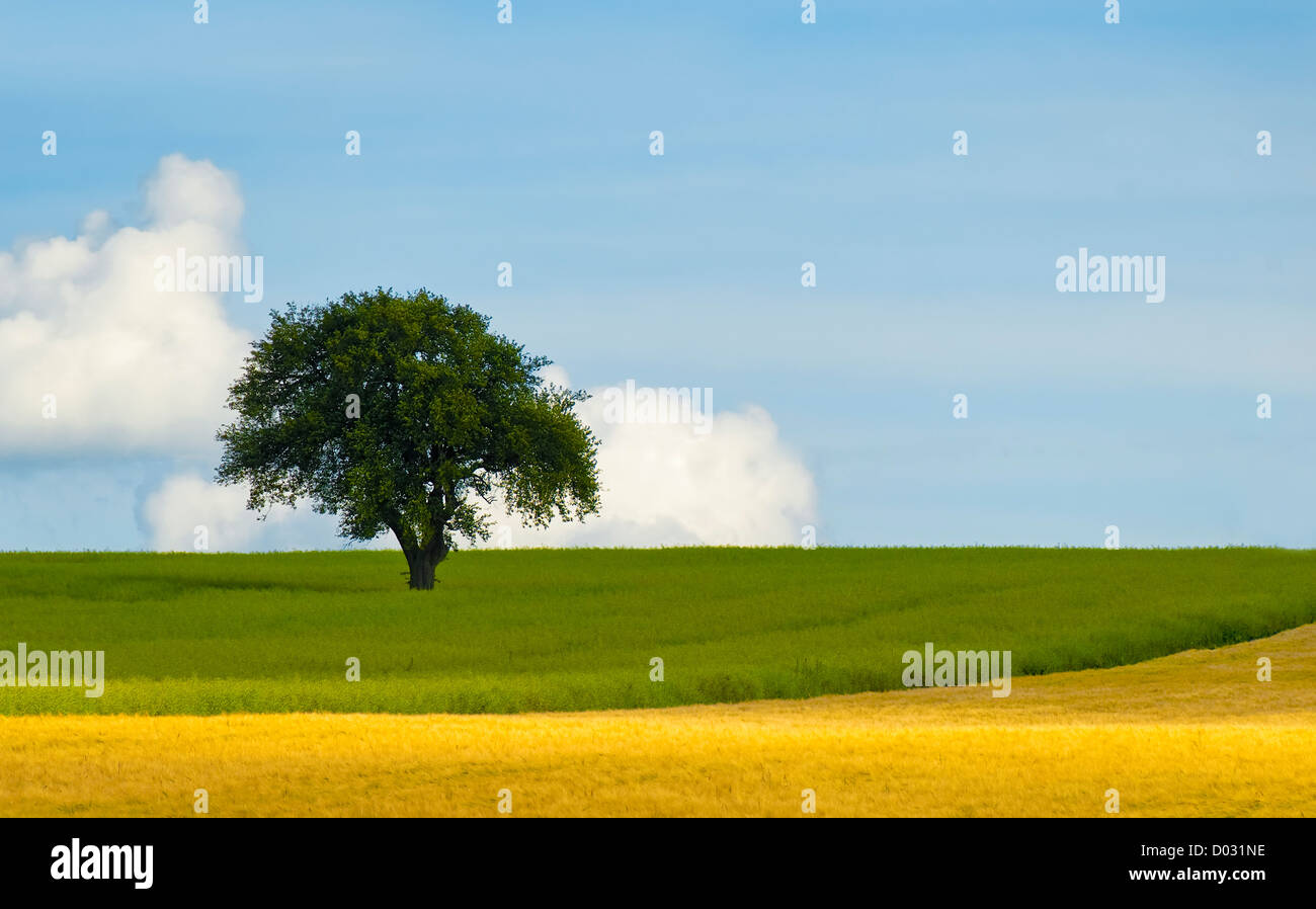 an isolated tree in the field Stock Photo - Alamy