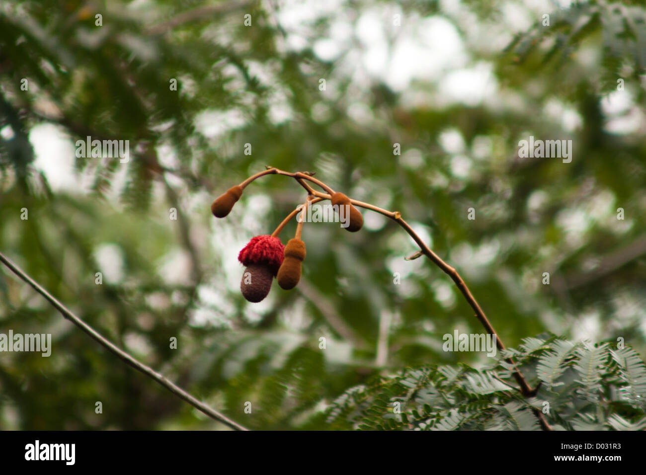 Amazon forest, at Anavilhanas Archipelago, Amazonas state, north Brazil ...