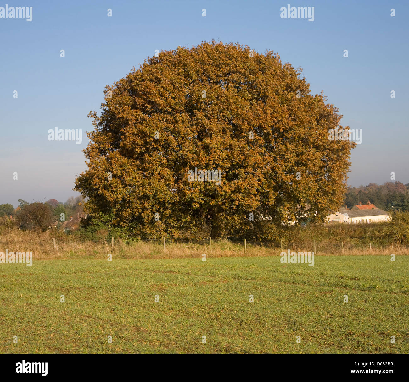 Quercus robur deciduous oak tree autumn leaf colour Stock Photo - Alamy