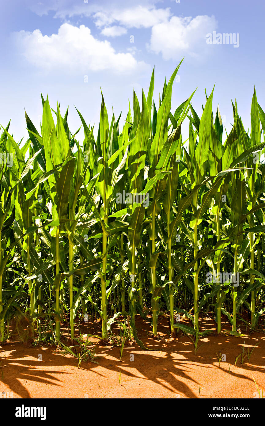 Beautiful green maize on the field Stock Photo - Alamy