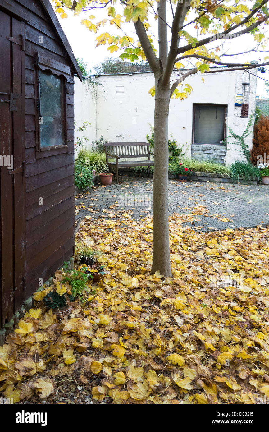 A garden maple tree shedding leaves in the autumn / fall Stock Photo ...