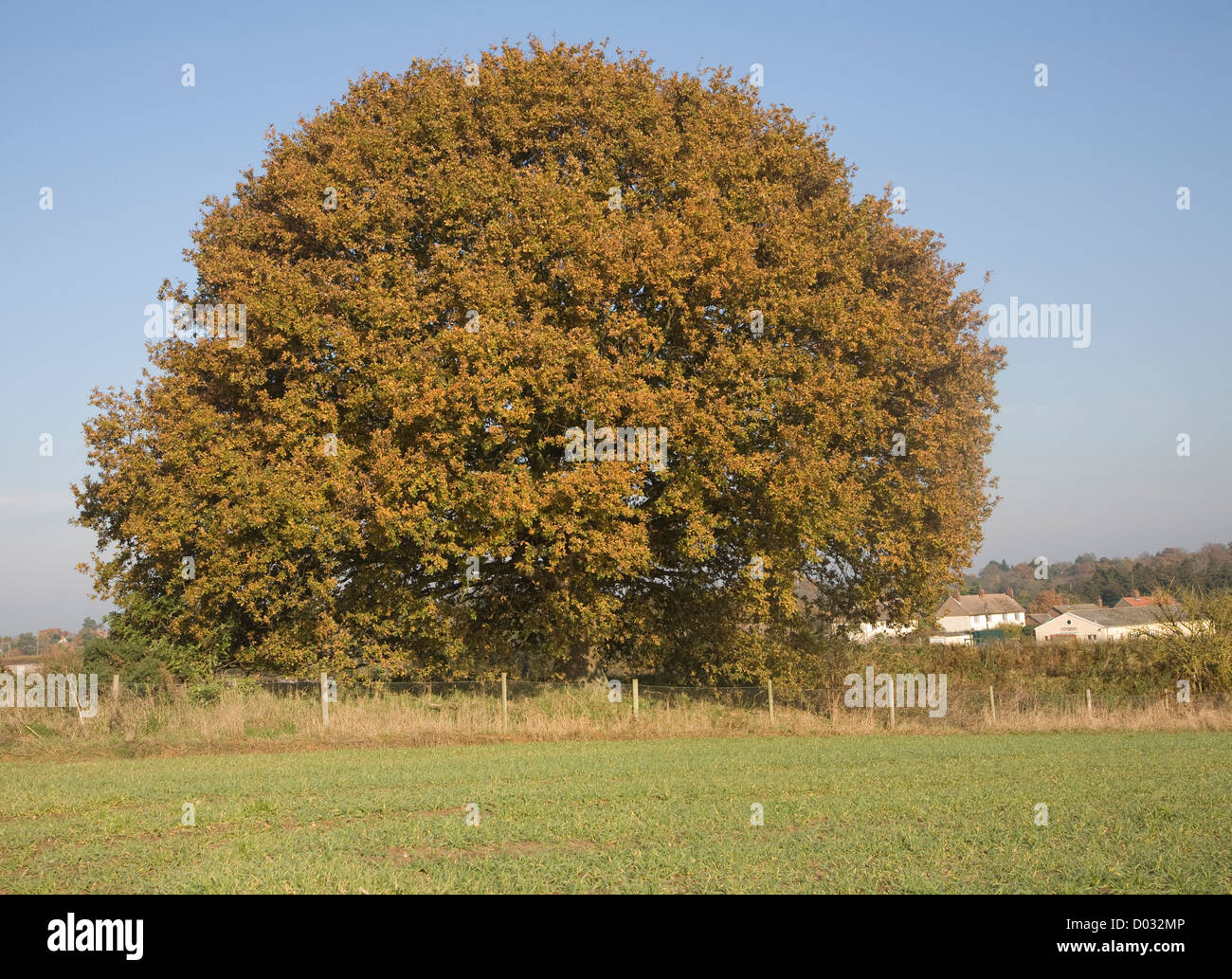 Quercus robur deciduous oak tree autumn leaf colour Stock Photo - Alamy