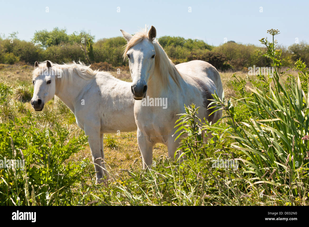 Two White Horses in a Green Field. Horizontal shot Stock Photo - Alamy