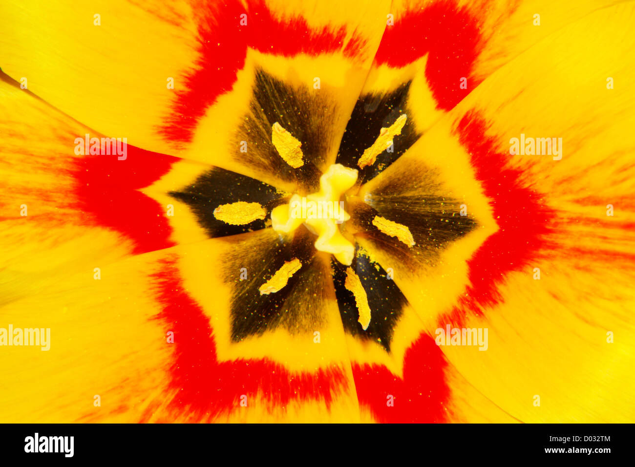 Side of flower hi-res stock photography and images - Alamy