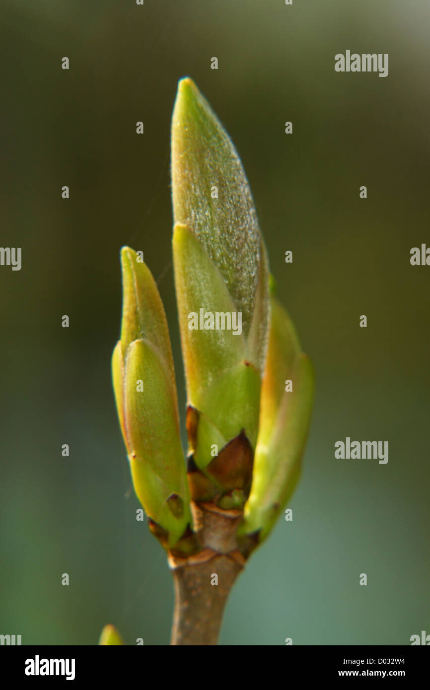 Spring time birth hi-res stock photography and images - Alamy