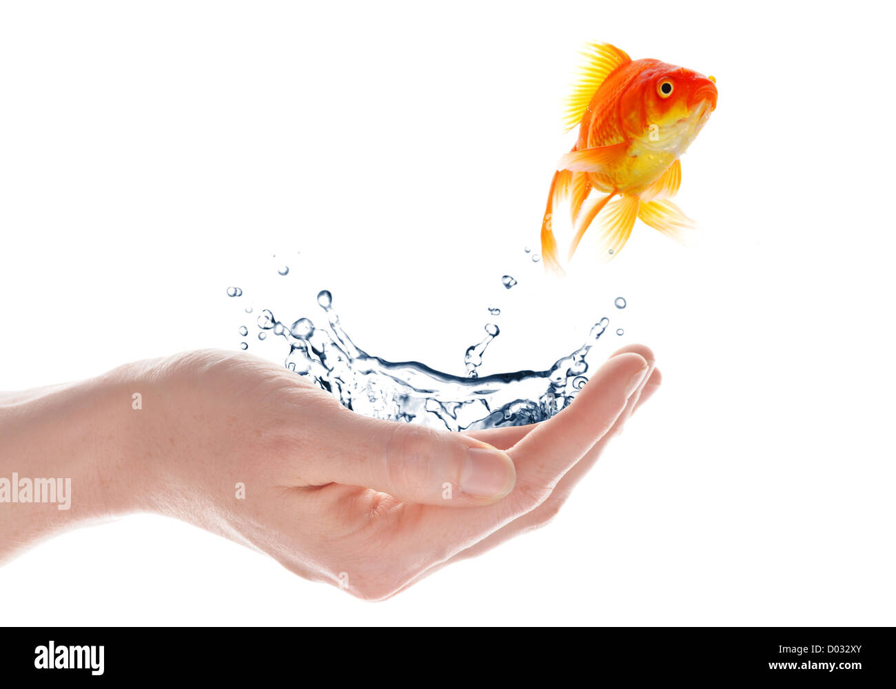 goldfish jumping from hand isolated on white background Stock Photo - Alamy