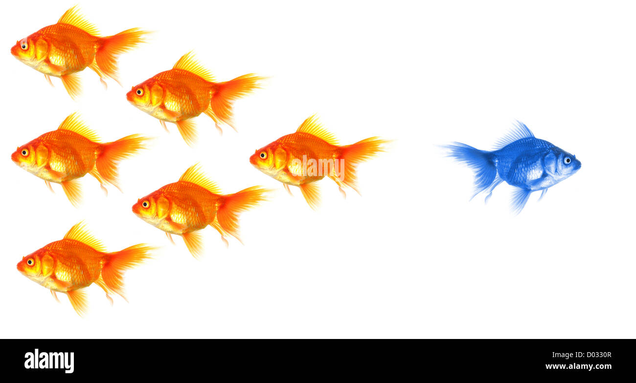 standing out of the crowd concept with individual successful goldfish ...