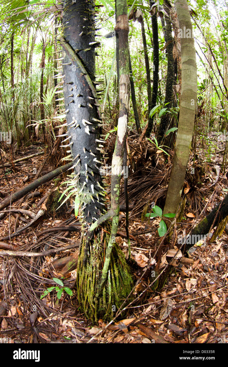 Amazon forest, at Anavilhanas Archipelago, Amazonas state, north Brazil ...