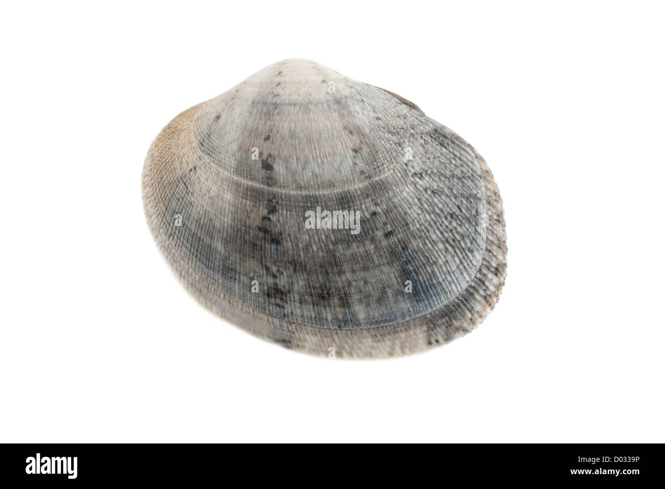 A gray clam isolated on white background Stock Photo - Alamy