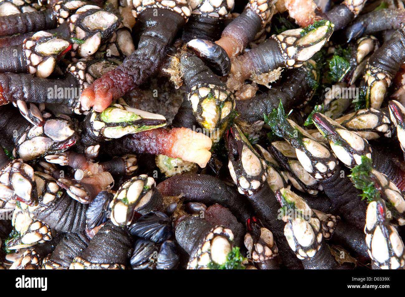 Macro barnacles. A very tasty seafood for eating Stock Photo - Alamy