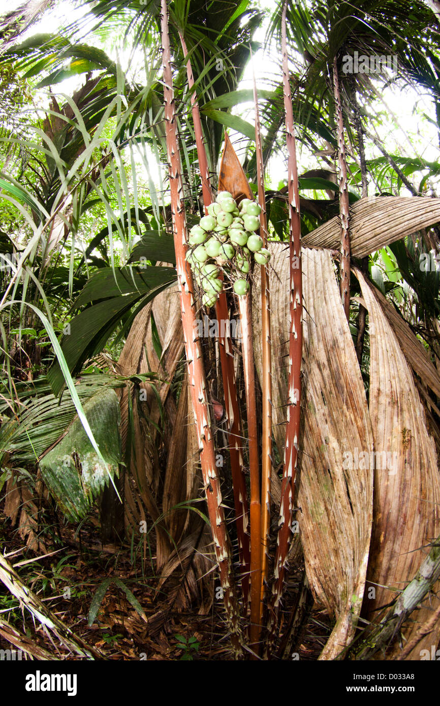 Amazon forest, at Anavilhanas Archipelago, Amazonas state, north Brazil ...