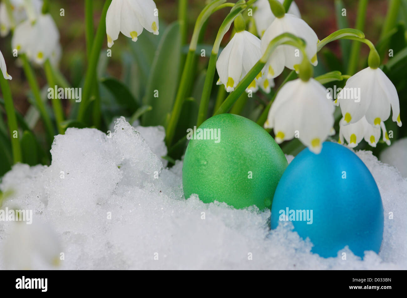 Snow Bells Flowers High Resolution Stock Photography and Images - Alamy