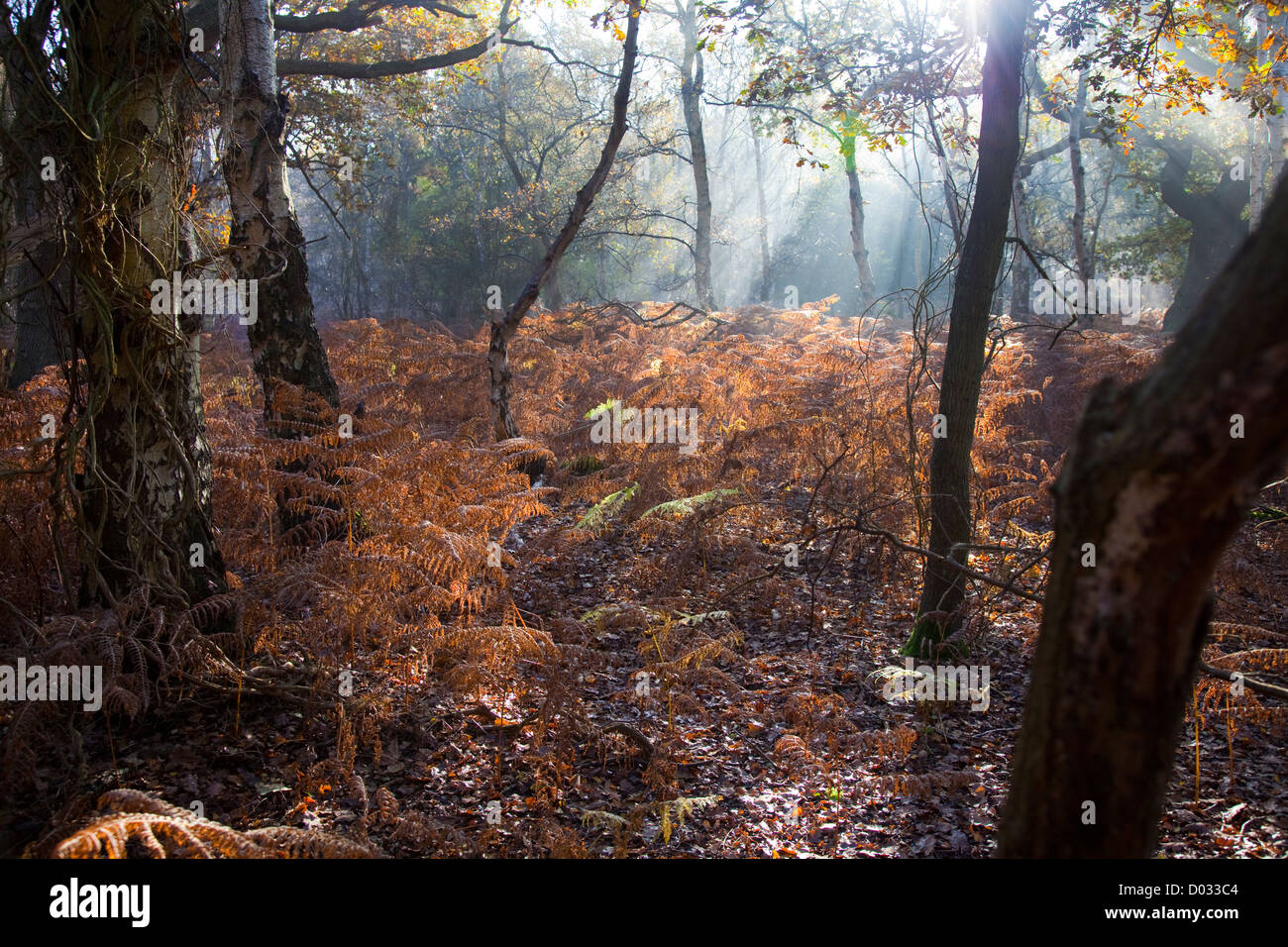 Minsmere reserve hi-res stock photography and images - Alamy