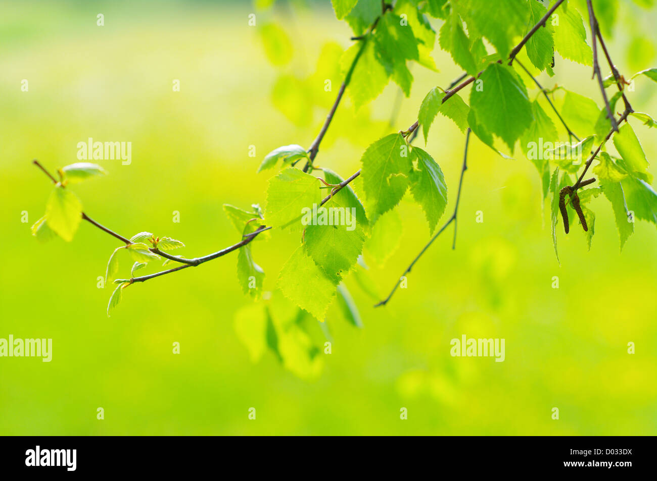 green leaves foliage at springtime outside in the nature Stock Photo ...
