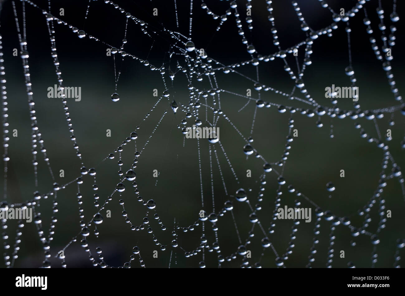 Dew on spiders web hi-res stock photography and images - Alamy