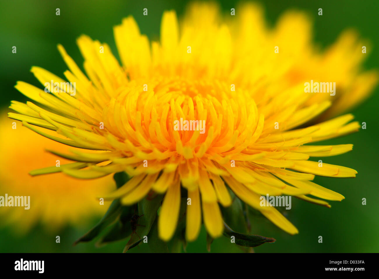 beautiful spring flowers Stock Photo - Alamy