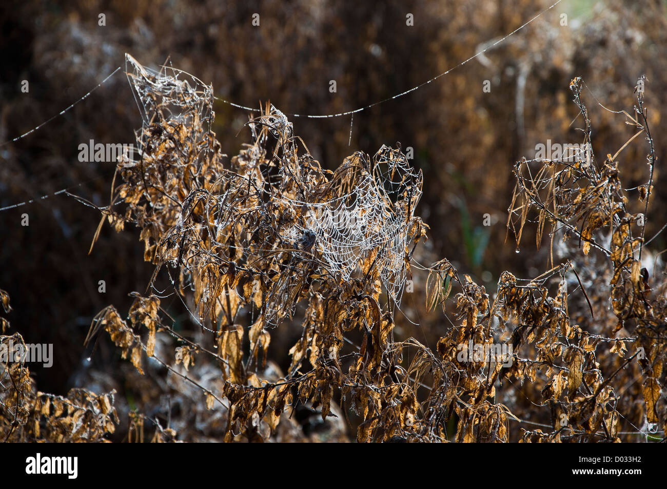Spiders webs in autumn hedgerow Stock Photo - Alamy