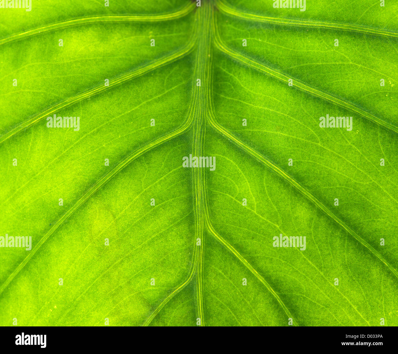 Yam leaf photo hi-res stock photography and images - Alamy
