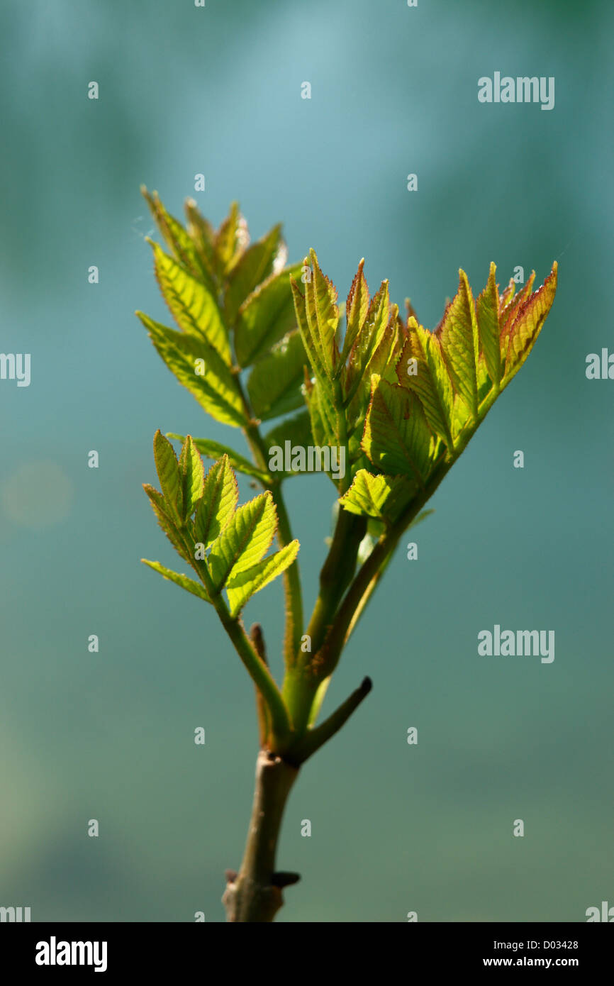 Spring time birth hi-res stock photography and images - Alamy