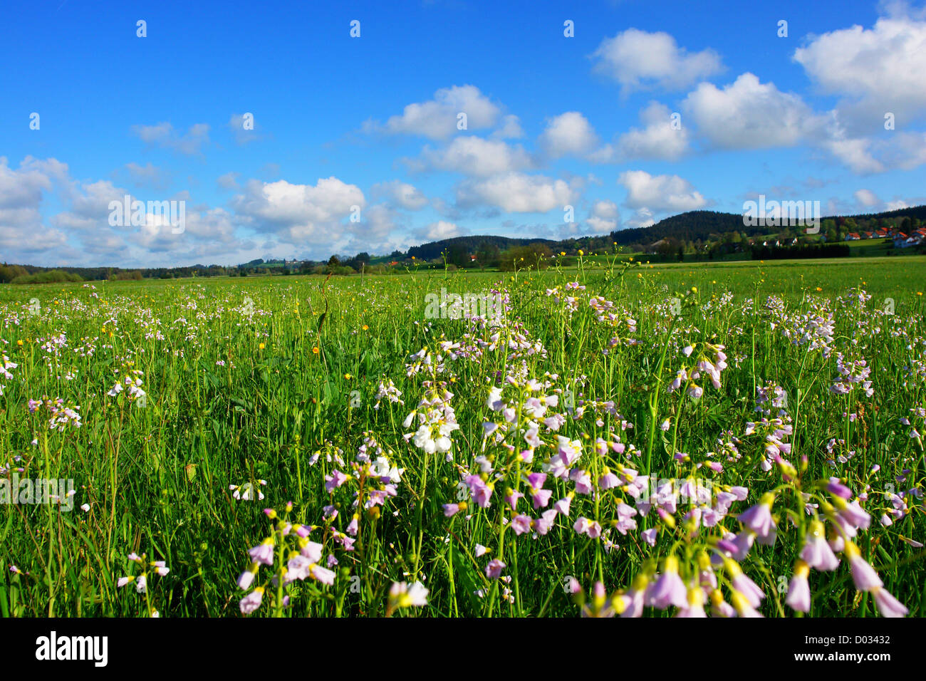 a beautiful summer landscape on a sunny day Stock Photo - Alamy