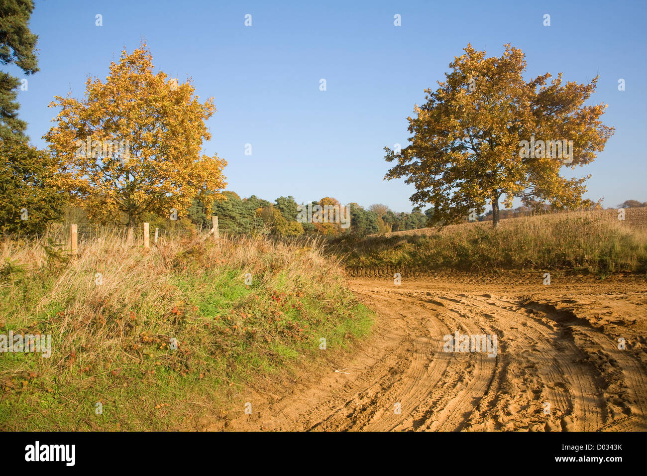 Sandy track road Suffolk Sandlings autumn blue sky Stock Photo - Alamy