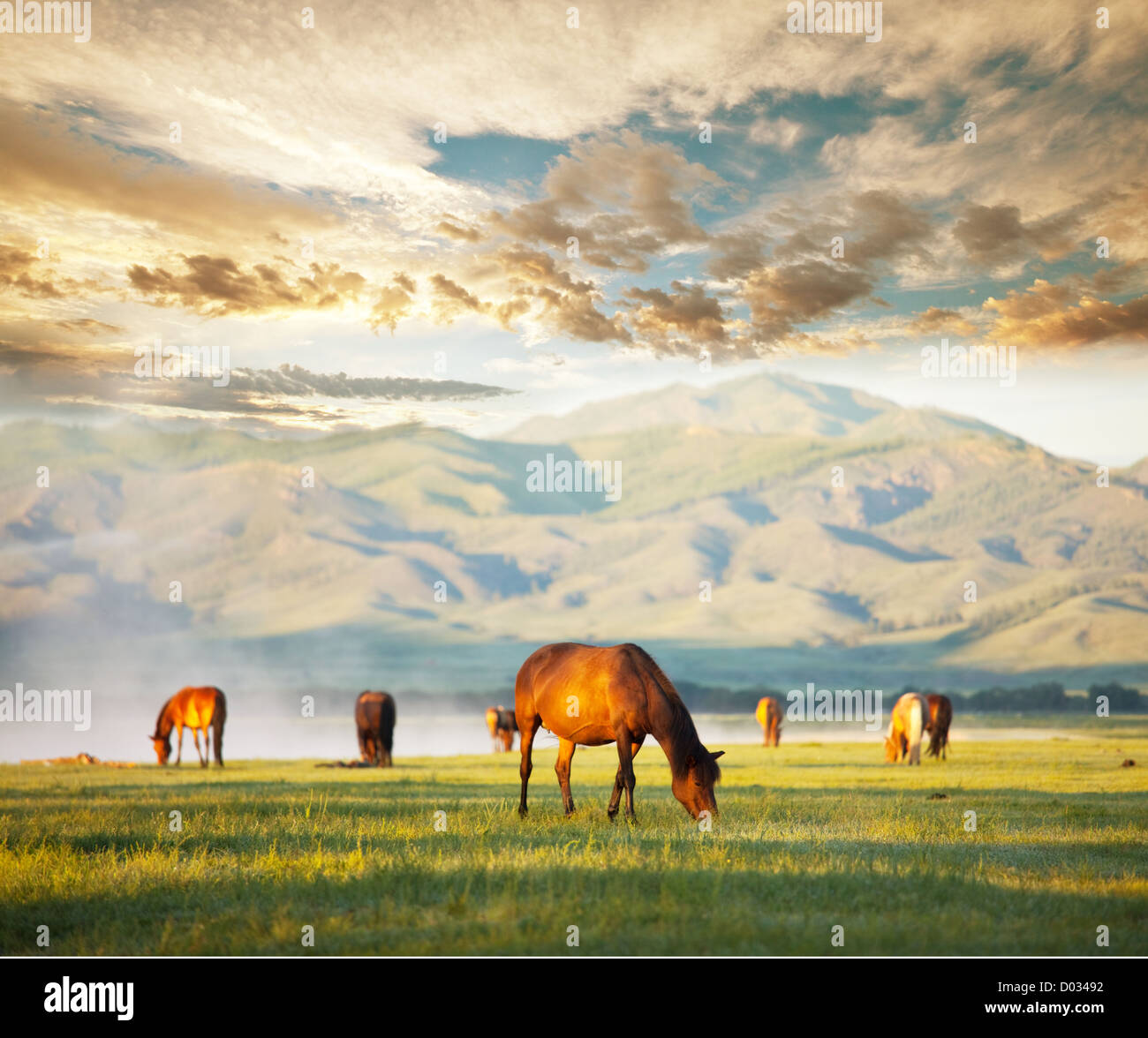 Horse in mountains Stock Photo - Alamy