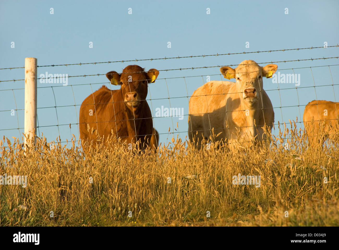 Wire mesh fences hi-res stock photography and images - Alamy