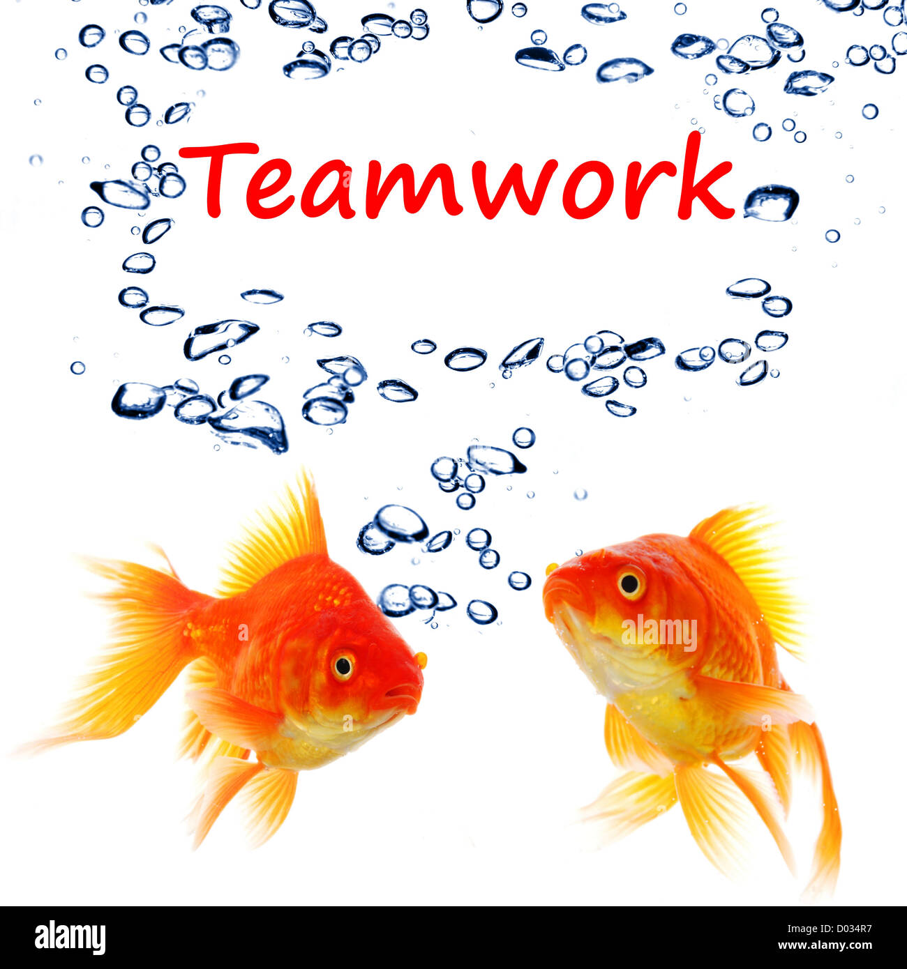 teamwork or team concept with word and goldfish on white Stock Photo ...