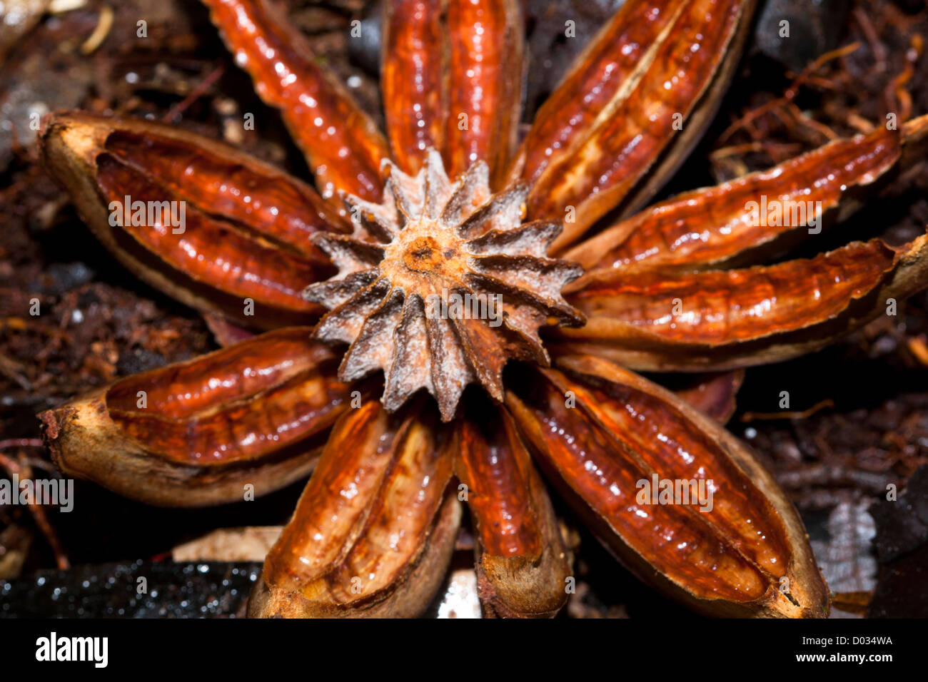 seeds in the forest ground, Anavilhanas, Amazon forest, Amazonas ...