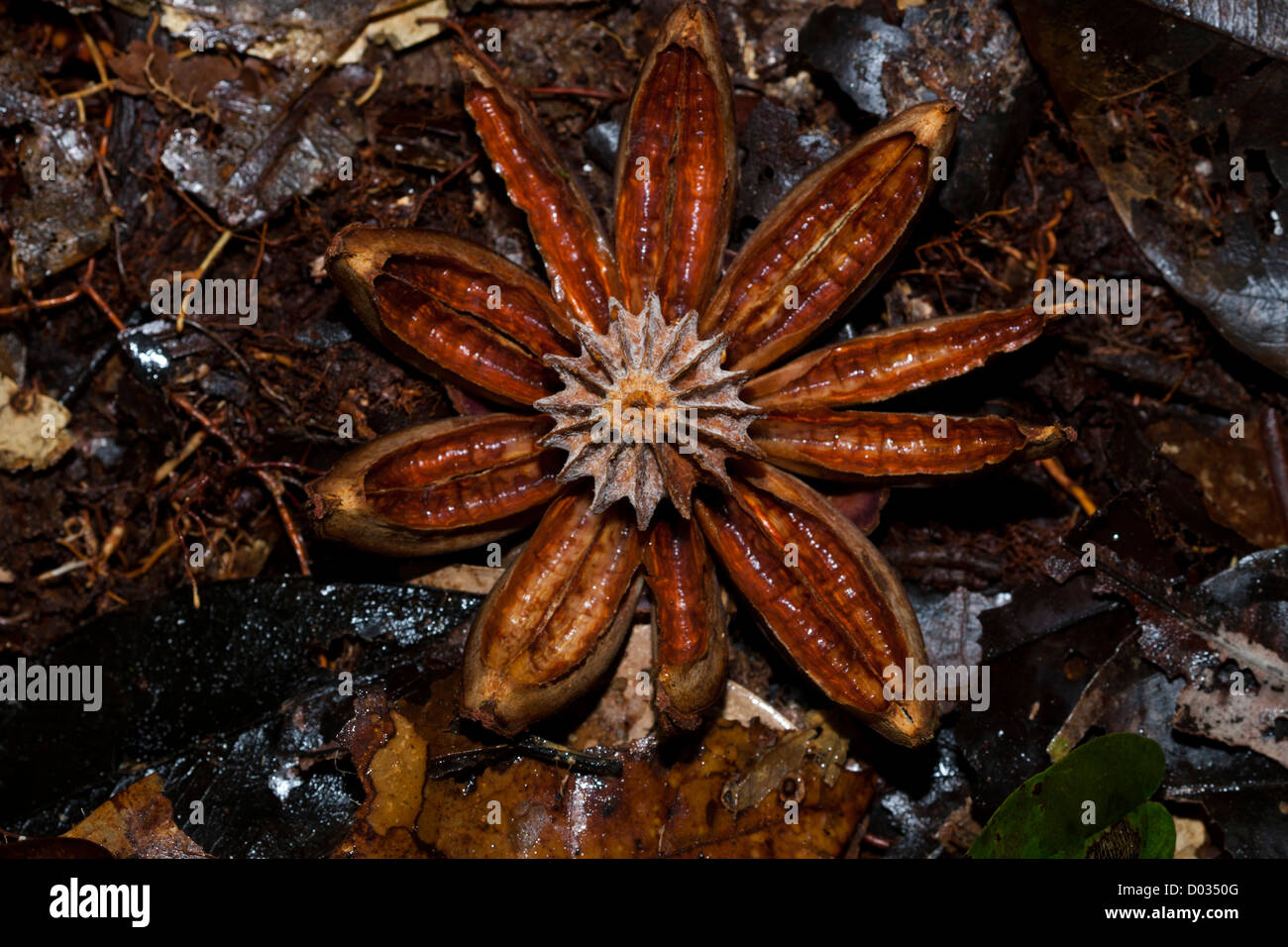 seeds in the forest ground, Anavilhanas, Amazon forest, Amazonas ...