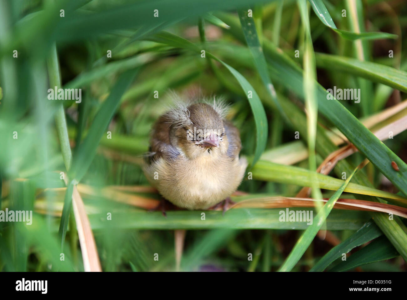 Fledgling chaffinch sitting with its eyes closed in tall grass Stock ...