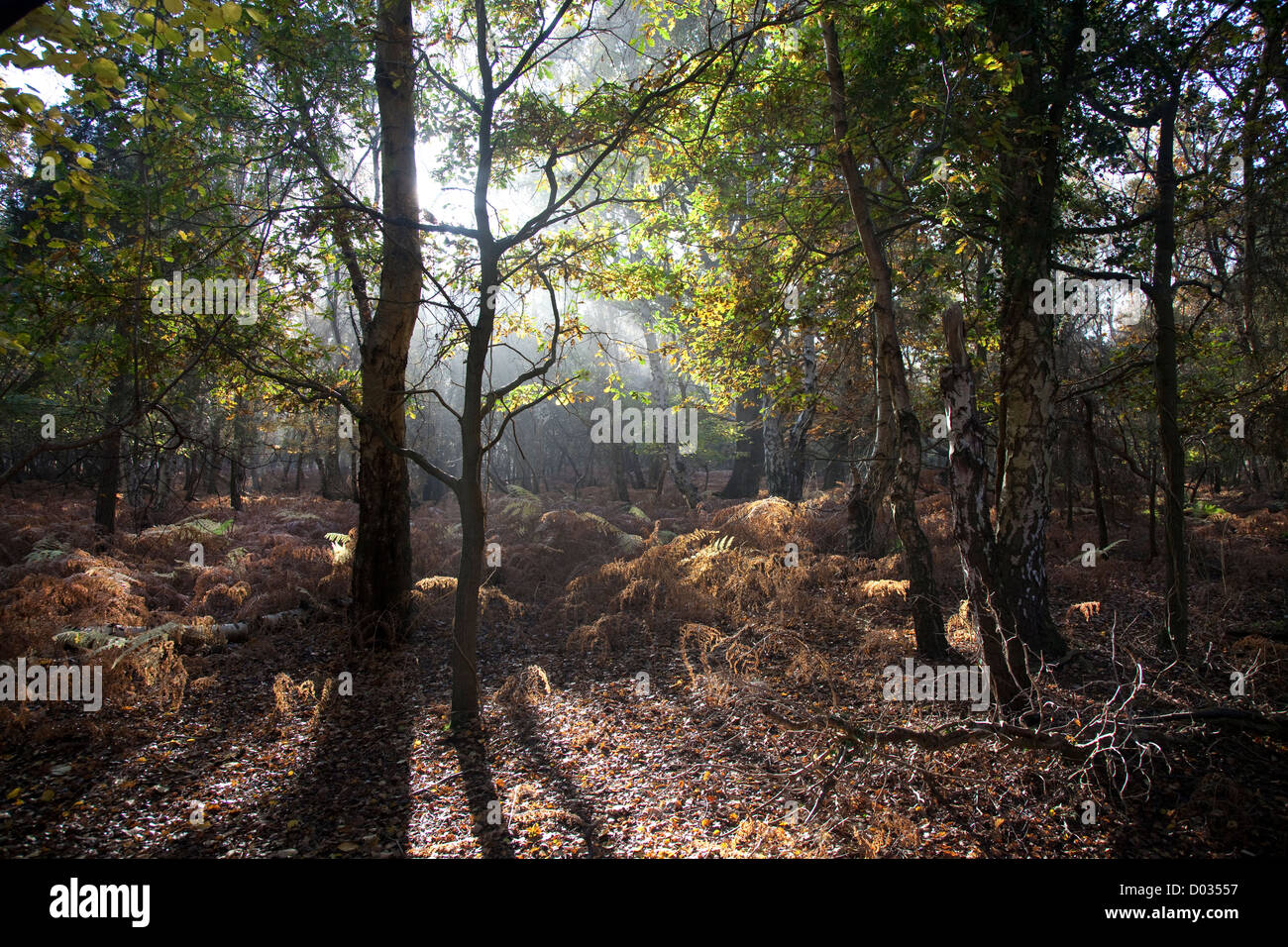 Minsmere reserve hi-res stock photography and images - Alamy