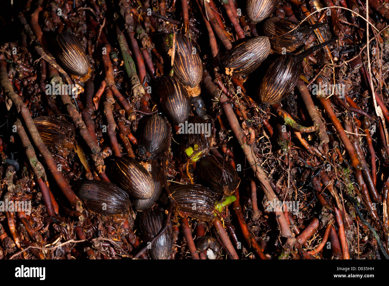 seeds in the forest ground, Anavilhanas, Amazon forest, Amazonas ...