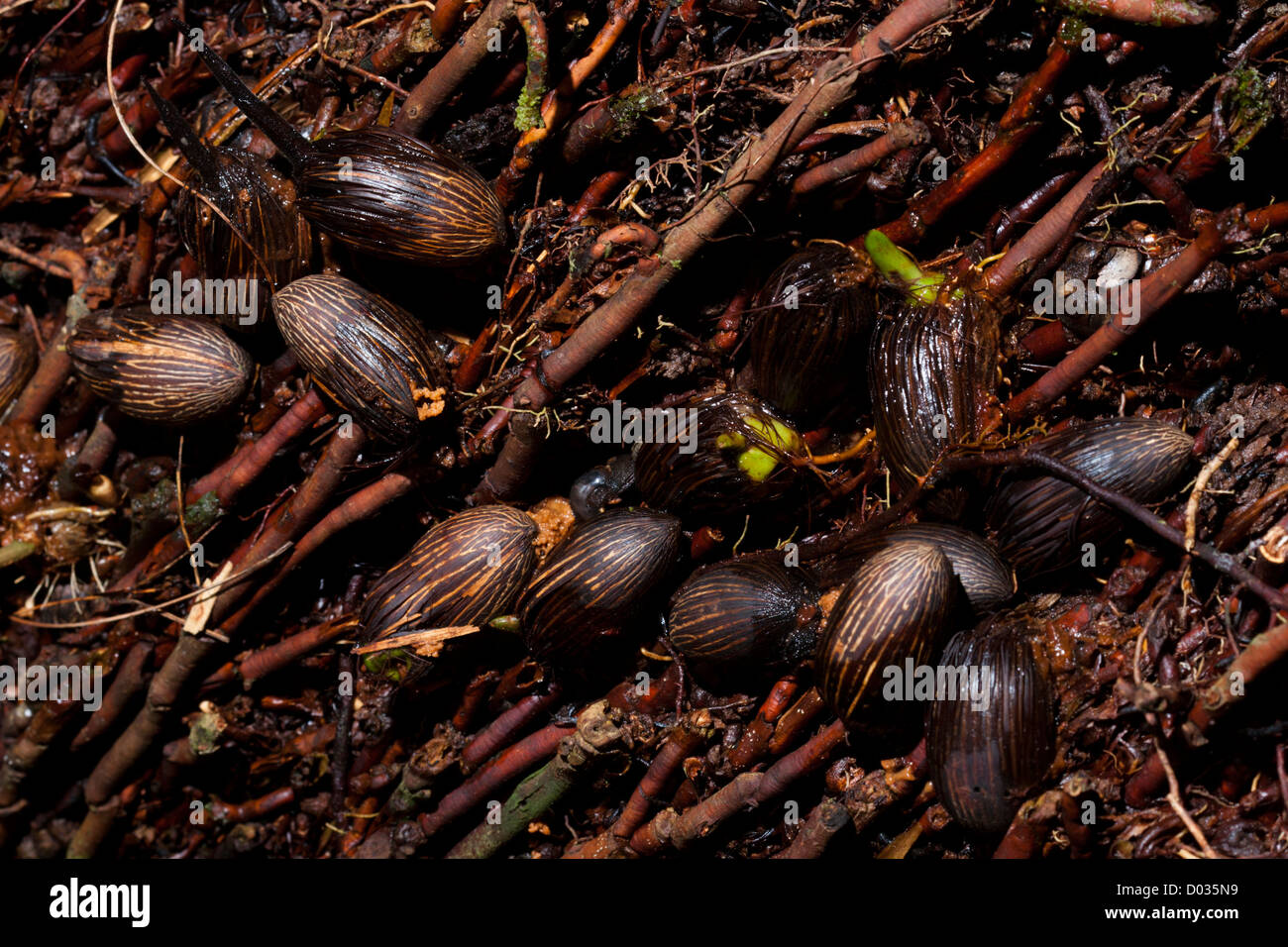 seeds in the forest ground, Anavilhanas, Amazon forest, Amazonas ...