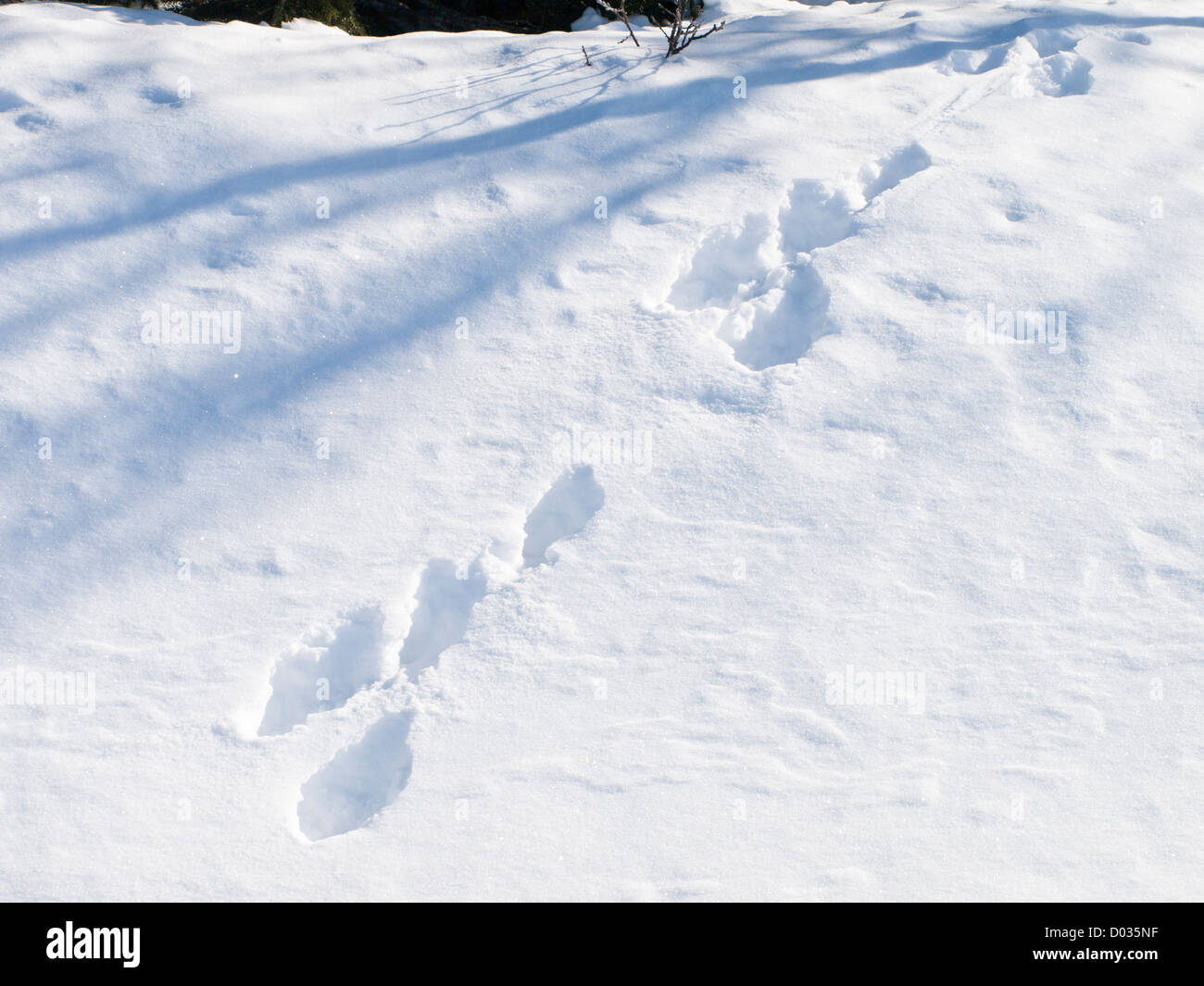 Rabbit tracks in snow hi-res stock photography and images - Alamy